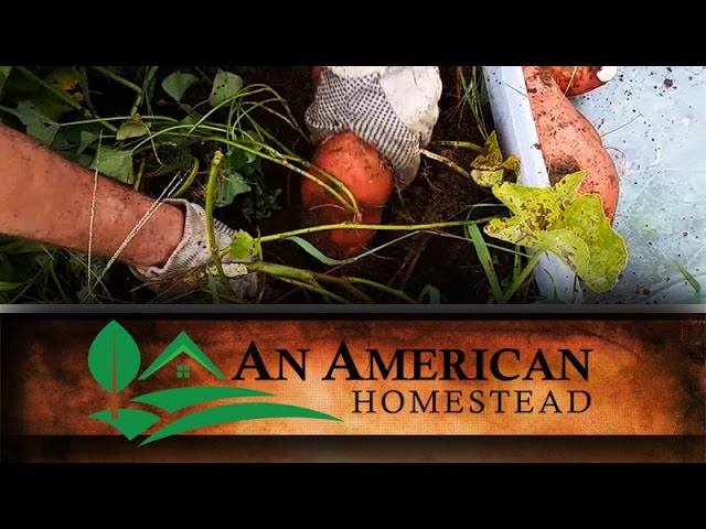 Harvesting Sweet Potatoes – Living Off Grid – An American Homestead Off ...