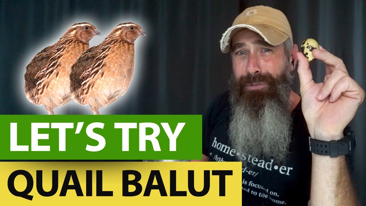 OZARKS Homesteader EATS Quail Balut! – An American Homestead Off Grid ...