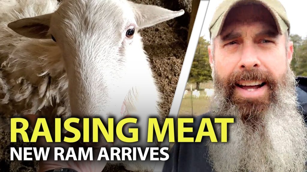 Welcome To An American Homestead – An American Homestead Off Grid ...